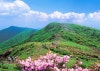 태백산 철쭉개화시기 단양 영주 소백산철쭉제 태백산철쭉제 한라산철쭉제 철쭉등산대회 5월 철쭉축제 네이버 블로그